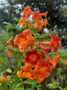 Tecoma 'Bells of Fire' Guide | Austin Pollinator Plants - Vivero ...