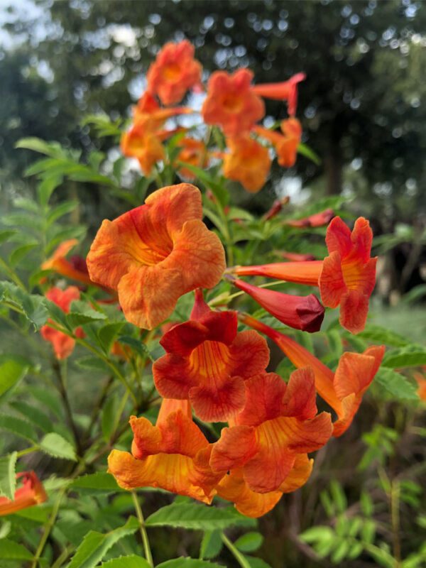Tecoma 'Bells of Fire' - Vivero Growers Nursery