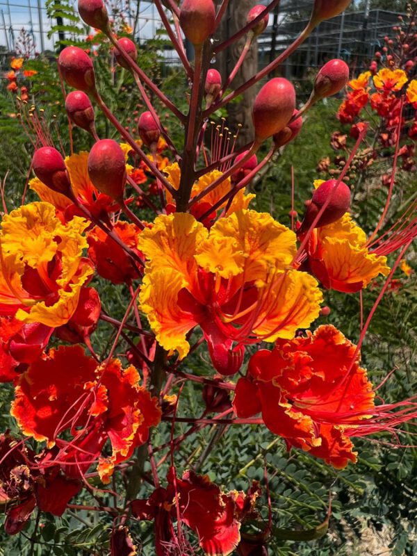 Plant Pride of Barbados - VIvero Growers Nursery