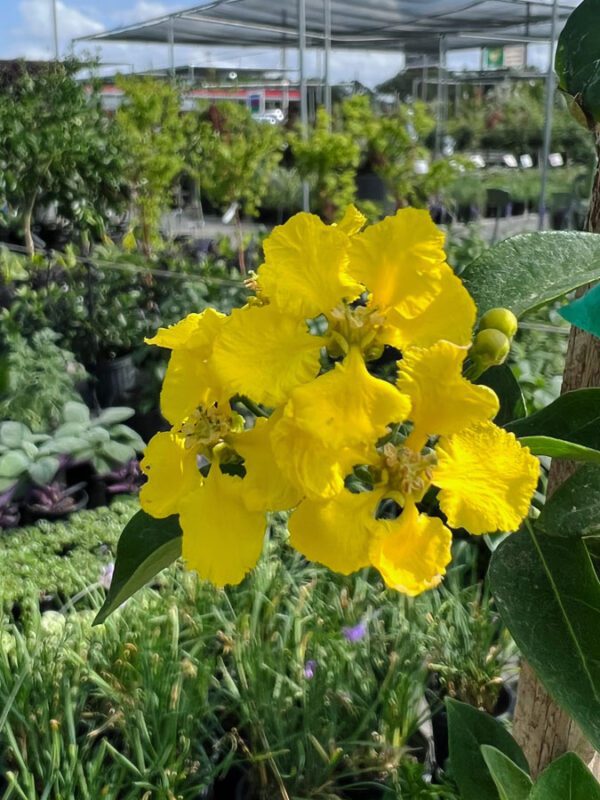Plants for Pollinators! Vivero Growers Nursery Austin TX