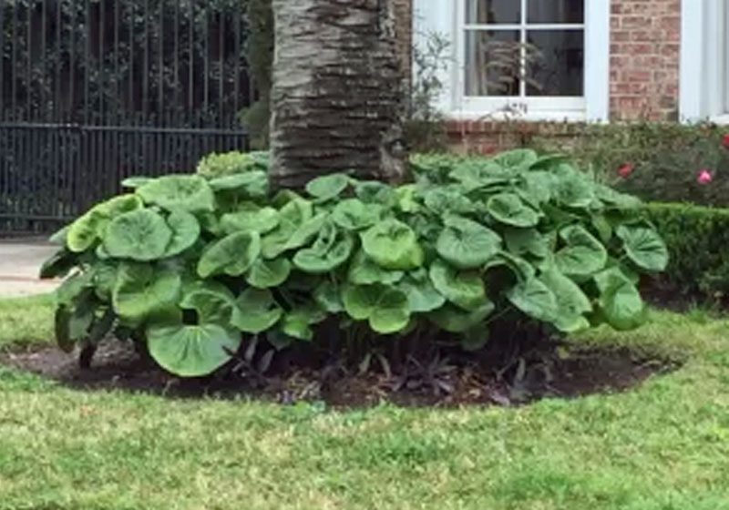Plant Ligularia - Vivero Growers Nursery