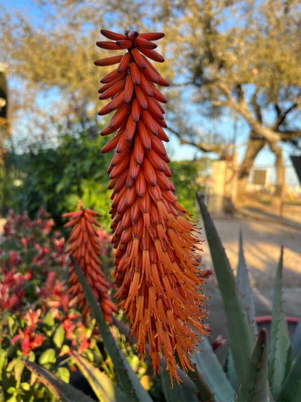 The Aloes are Blooming! - Vivero Growers Nursery