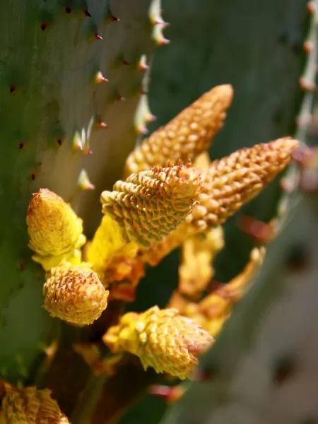 The Aloes are Blooming! - Vivero Growers Nursery