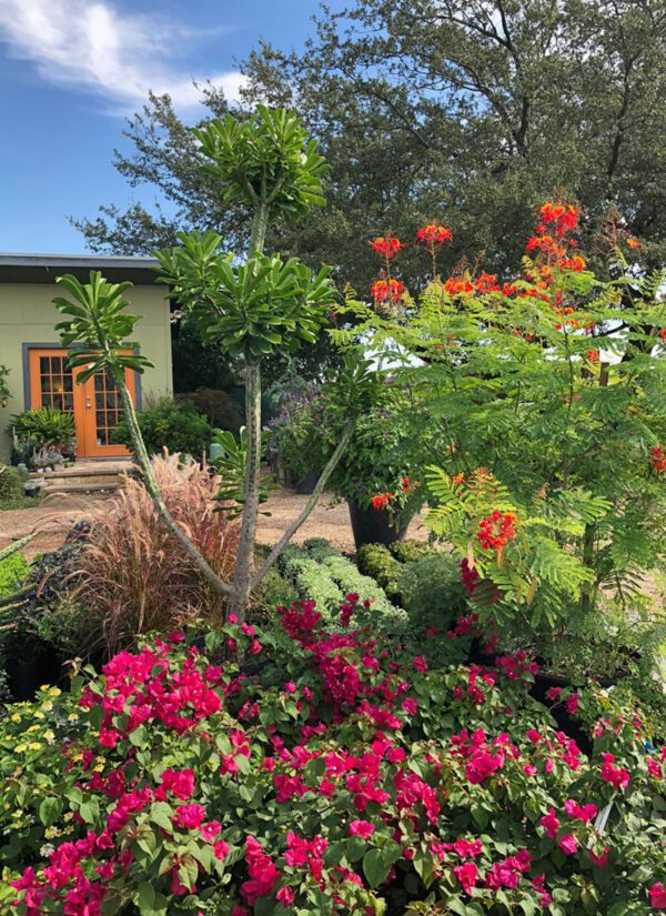 Vivero Growers Plant Nursery