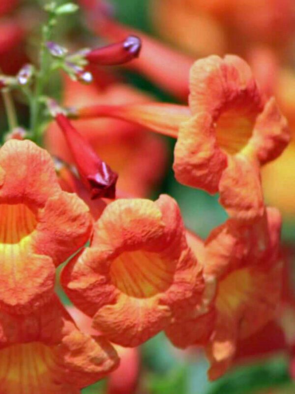 Flowering Plants, Perennials and Ornamental Grasses - Vivero Growers ...