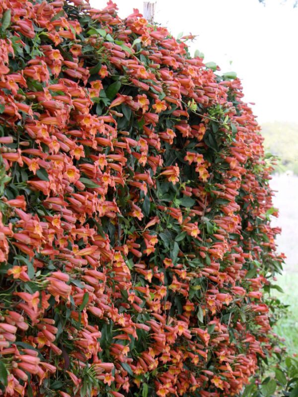 Crossvine - Vivero Growers Nursery Austin Texas