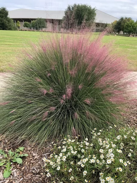 Gulf Muhly - Vivero Growers