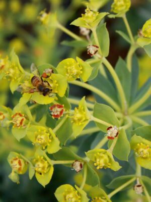 Succulents, Yucca & Agave | Vivero Growers Nursery | Central Texas