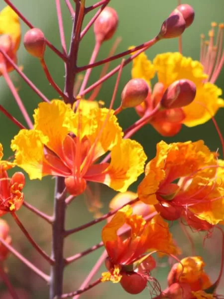 Pride of Barbados Care Guide for Austin, TX - Vivero Growers Nursery