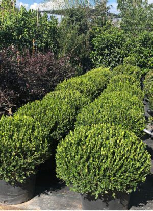 Vivero Growers Plant Nursery